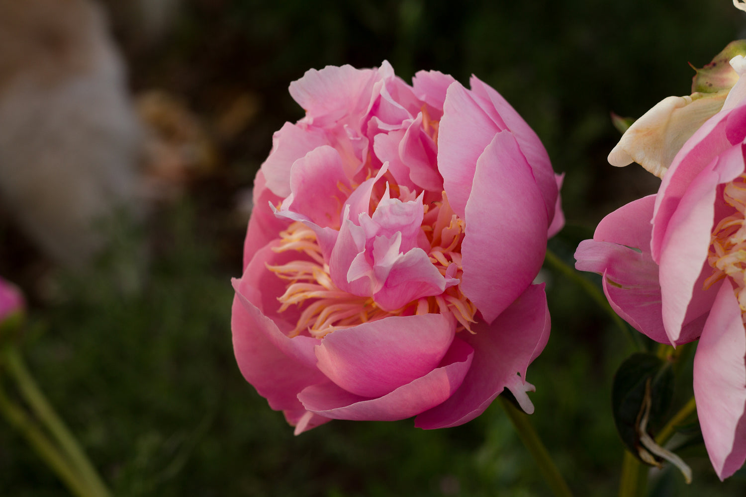 Peonies - Fall Season for Digging, Dividing and Planting Roots – Brooks ...