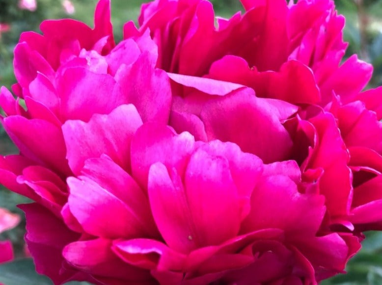 Collections – Brooks Gardens Peonies