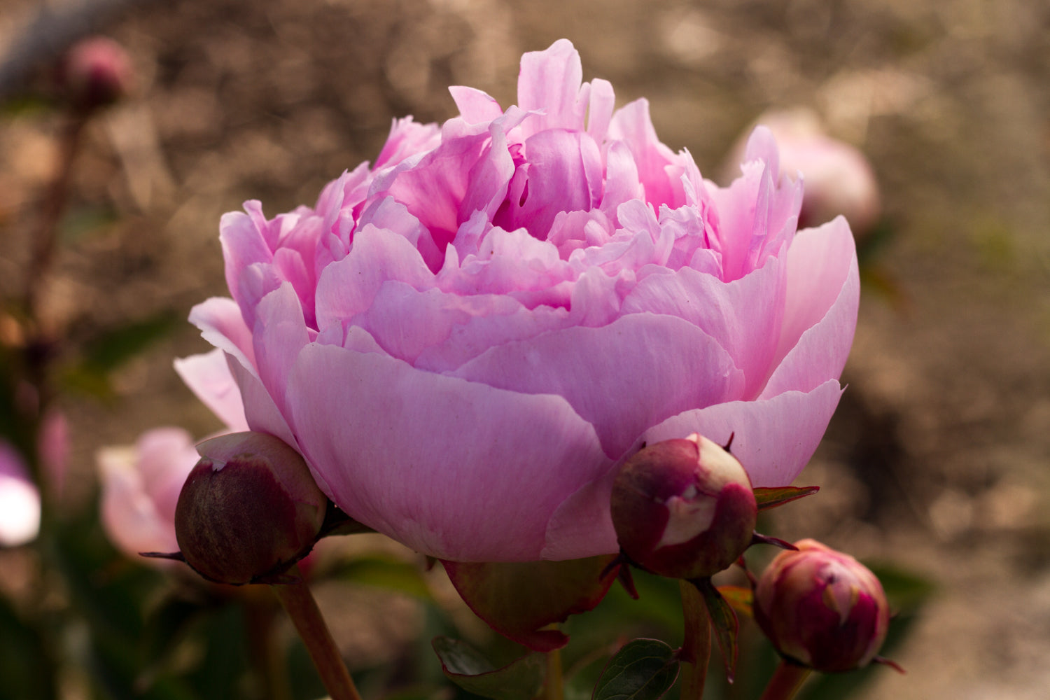Planting Bare Root Peonies in the Fall - Tips for Growing Success ...