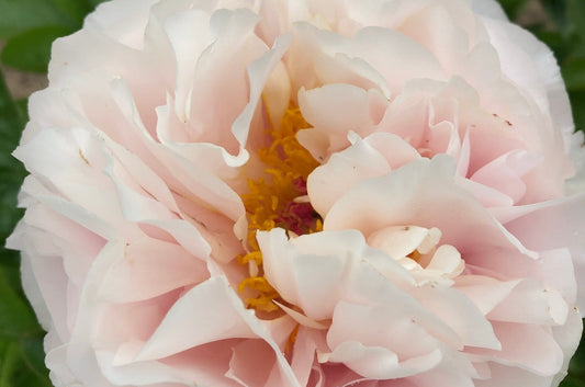Pink Peonies – Brooks Gardens Peonies