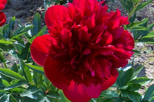 Double Peonies – Brooks Gardens Peonies