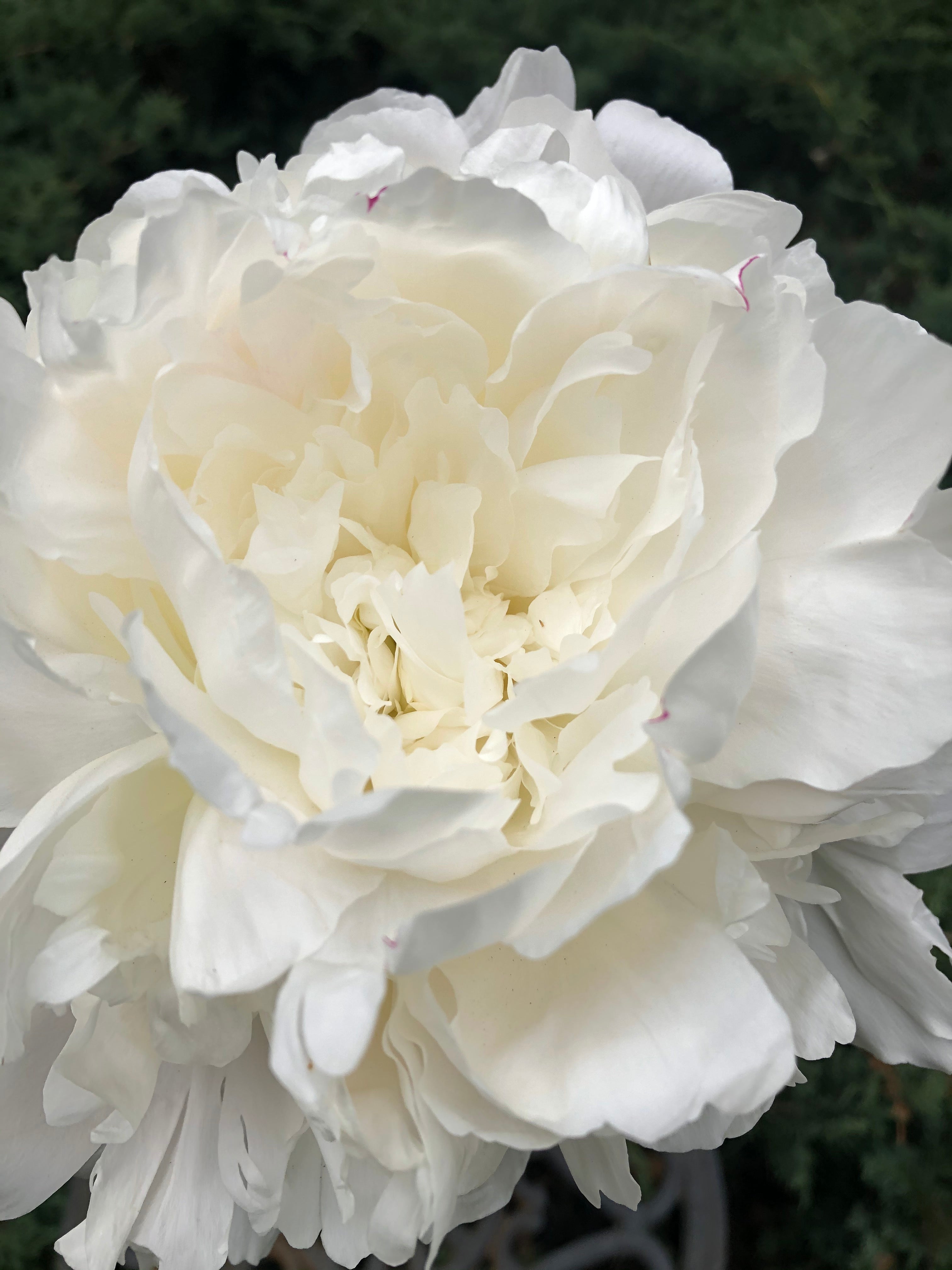 Brooks Gardens Oregon peony farm for roots, plants, cut flowers ...
