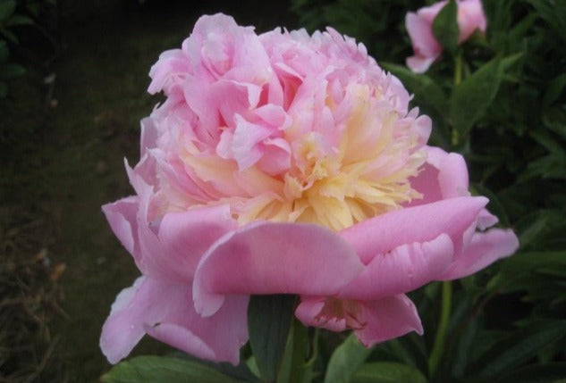 Collections – Brooks Gardens Peonies